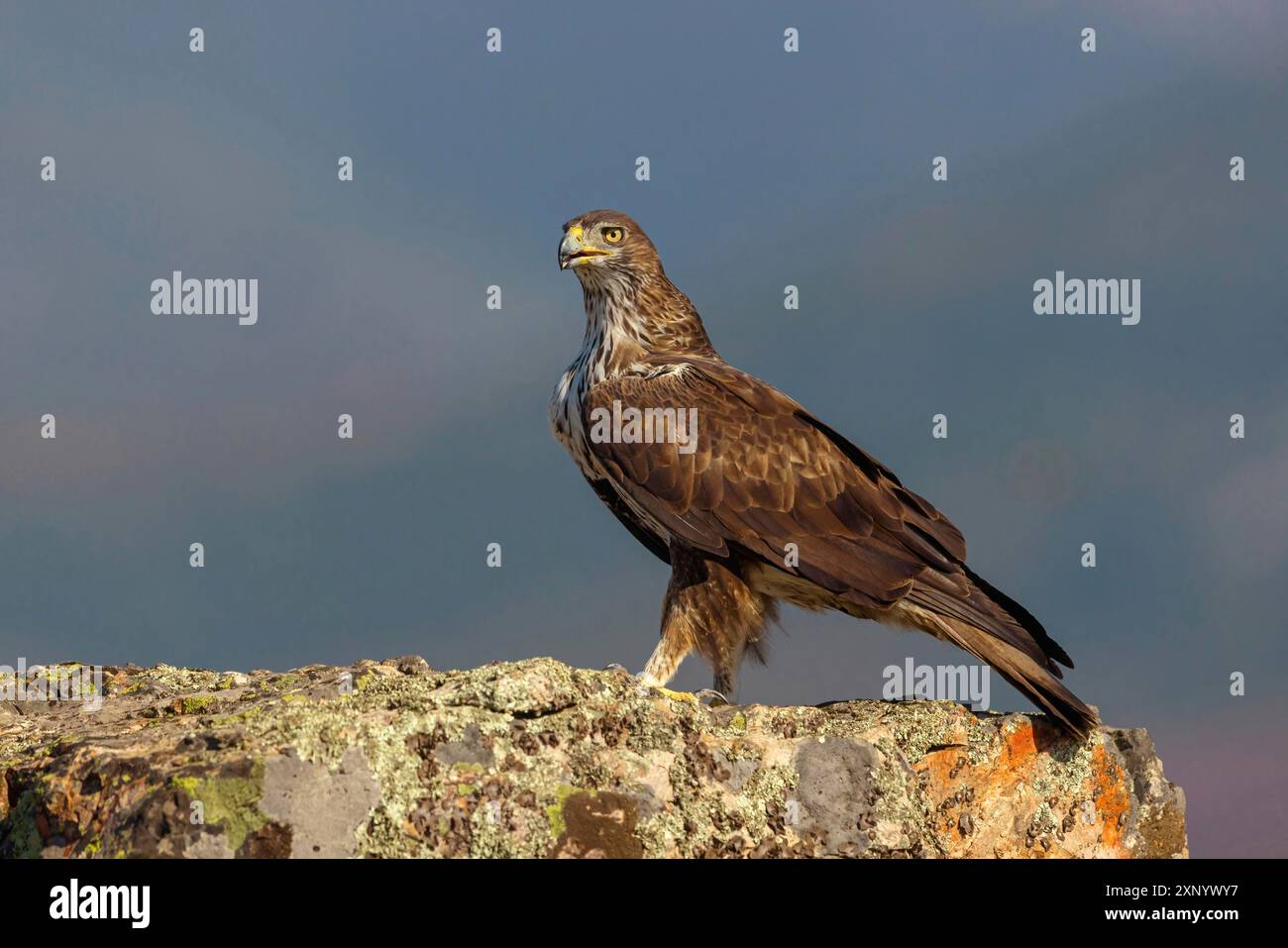Bonelli's eagle (Hieraaetus fasciatus), Aigle de Bonelli, Aguila-azor ...
