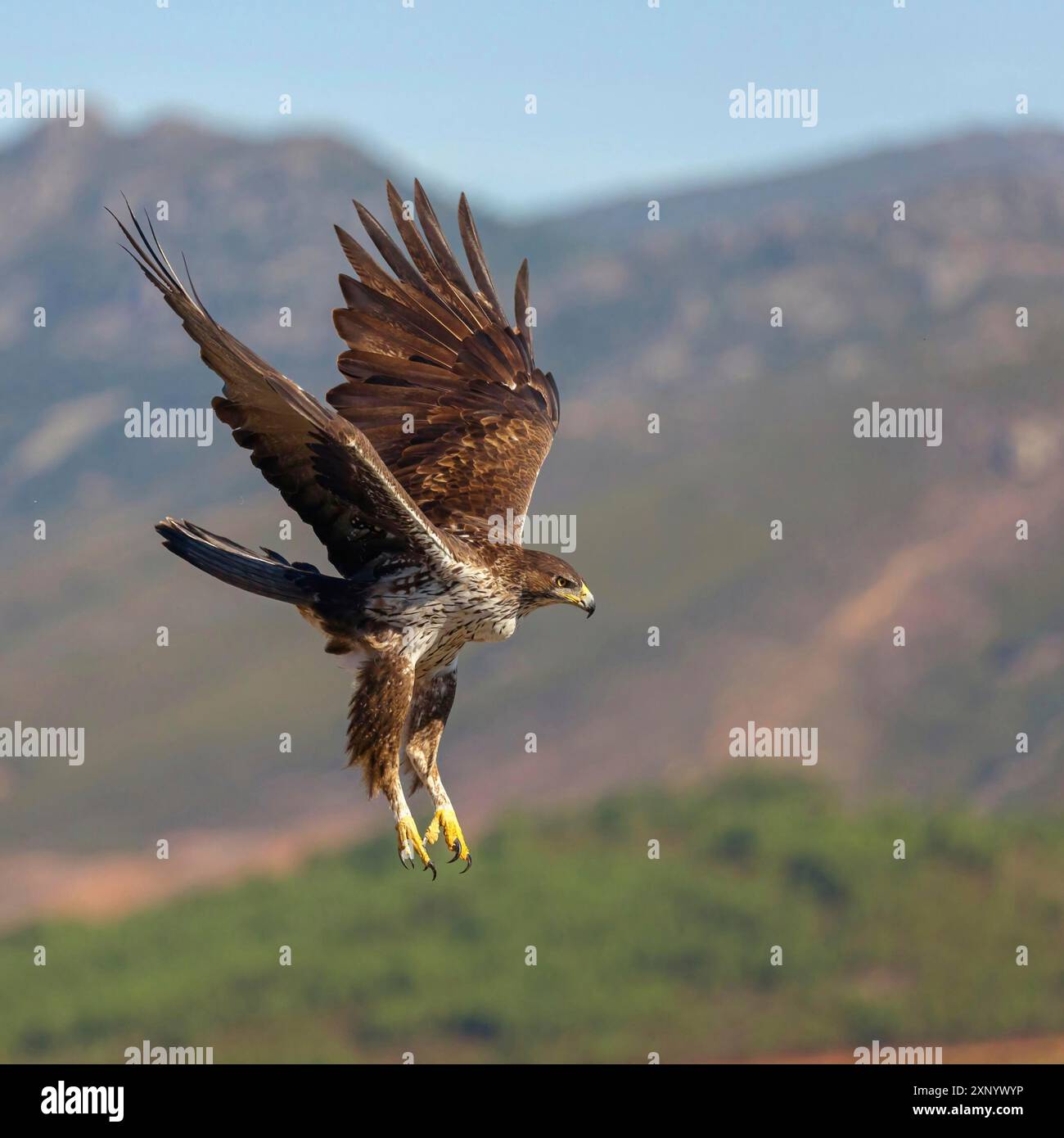 Bonelli's eagle (Hieraaetus fasciatus), Aigle de Bonelli, Aguila-azor ...