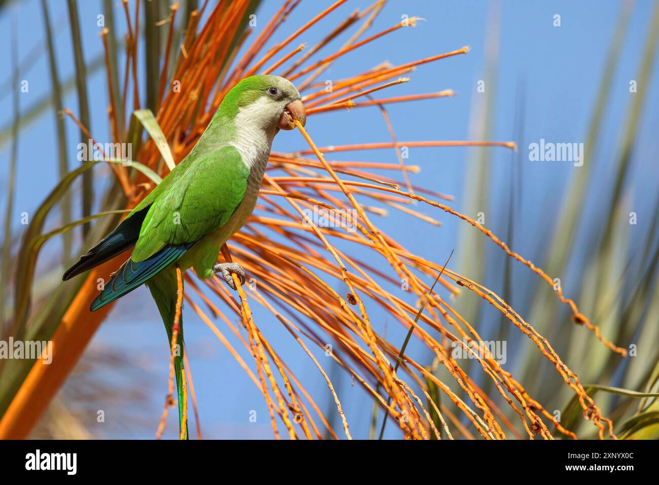 Monk parakeet (Myiopsitta monachus), Conure veuve, Cotorra argentina ...