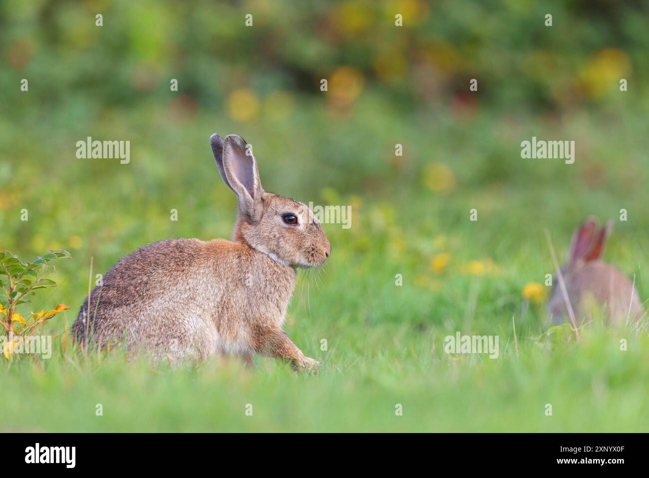 European rabbit (Oryctolagus cuniculus), European rabbit, common rabbit ...