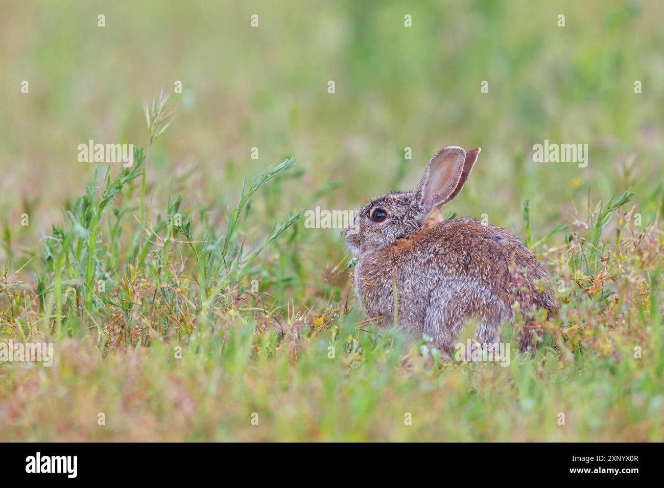 European rabbit (Oryctolagus cuniculus), European rabbit, common rabbit ...