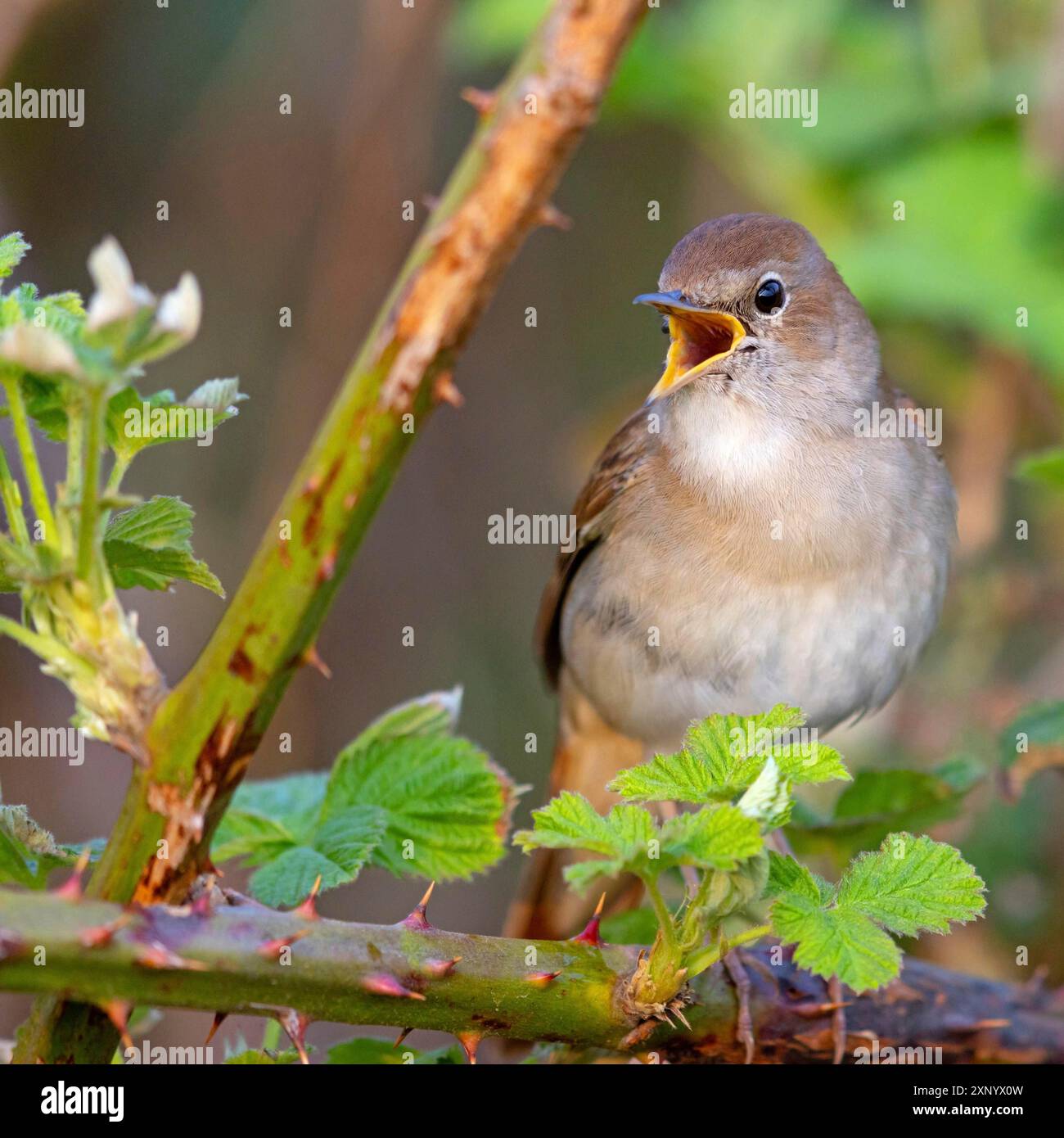 Nightingale bird city hi-res stock photography and images - Alamy