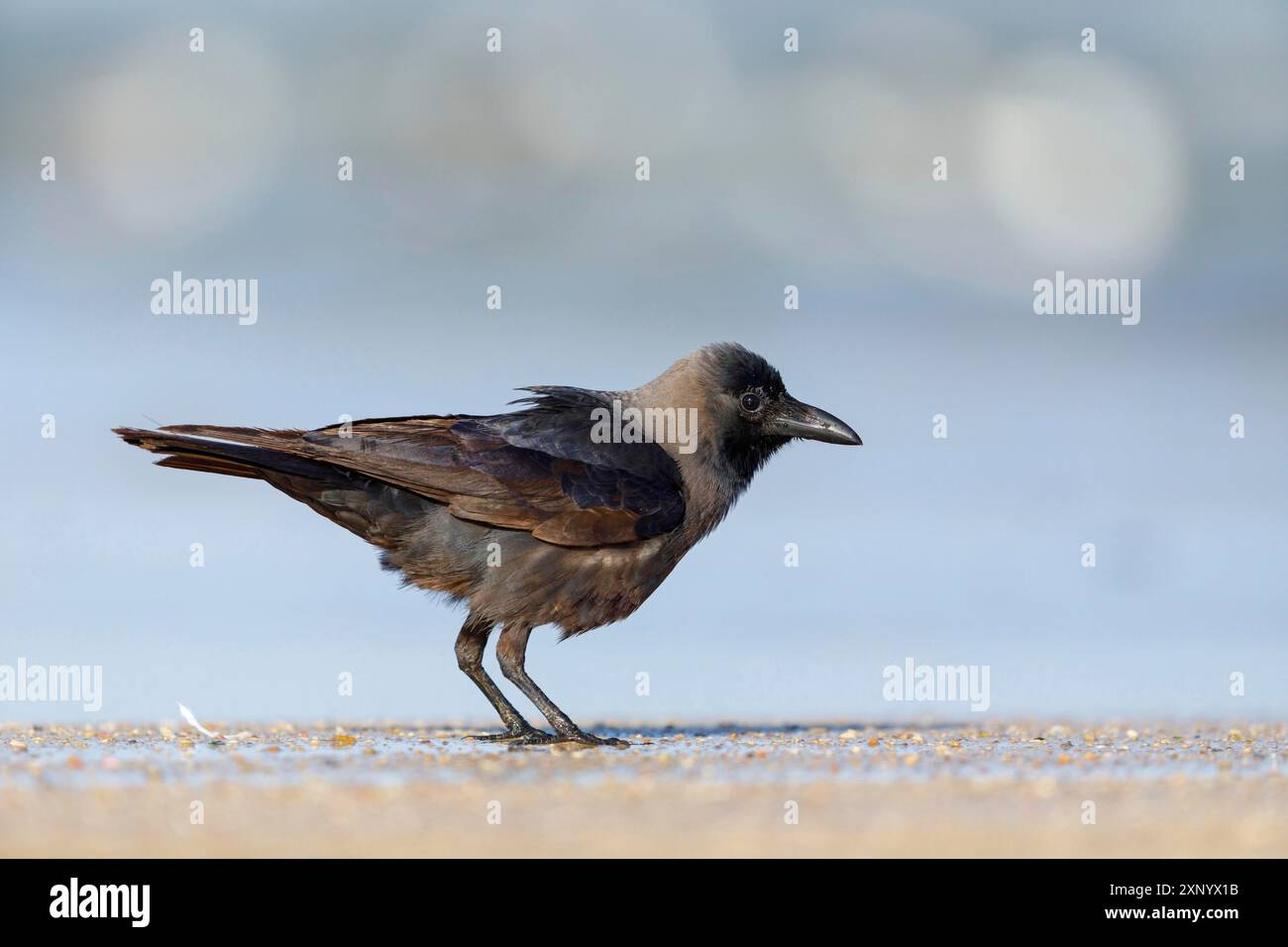 Shining Crow, Indian House Crow, House Crow, (Corvus splendens ...