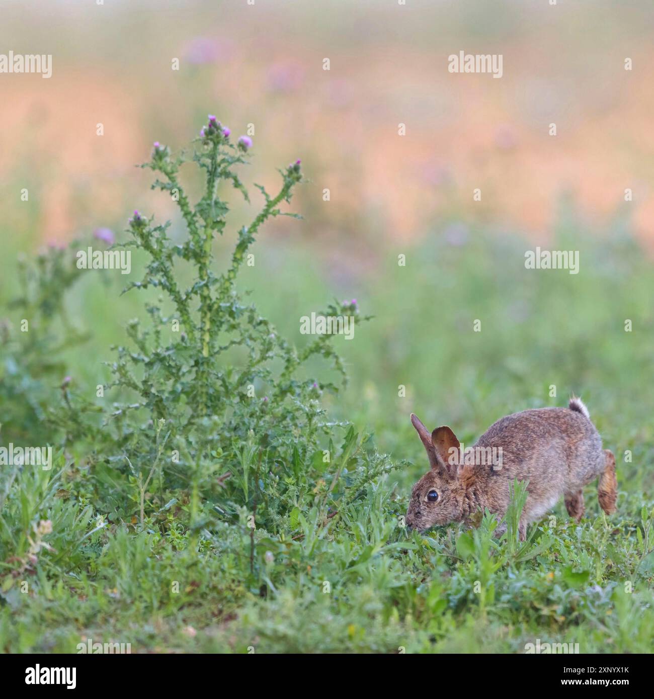 European rabbit (Oryctolagus cuniculus), European Rabbit, Common Rabbit ...