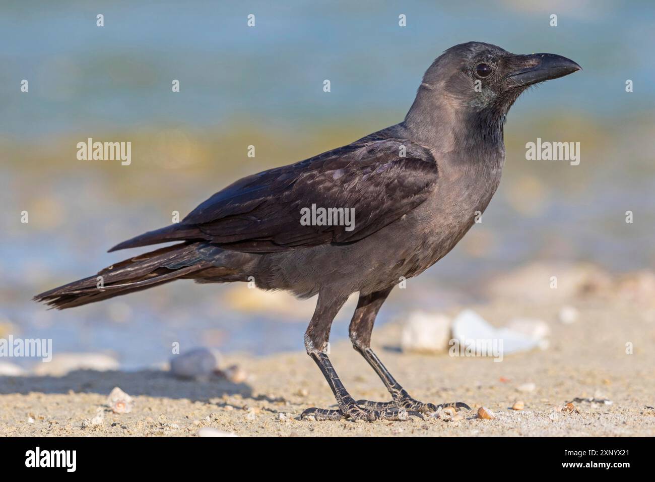 Shining Crow, Indian House Crow, House Crow, (Corvus splendens ...
