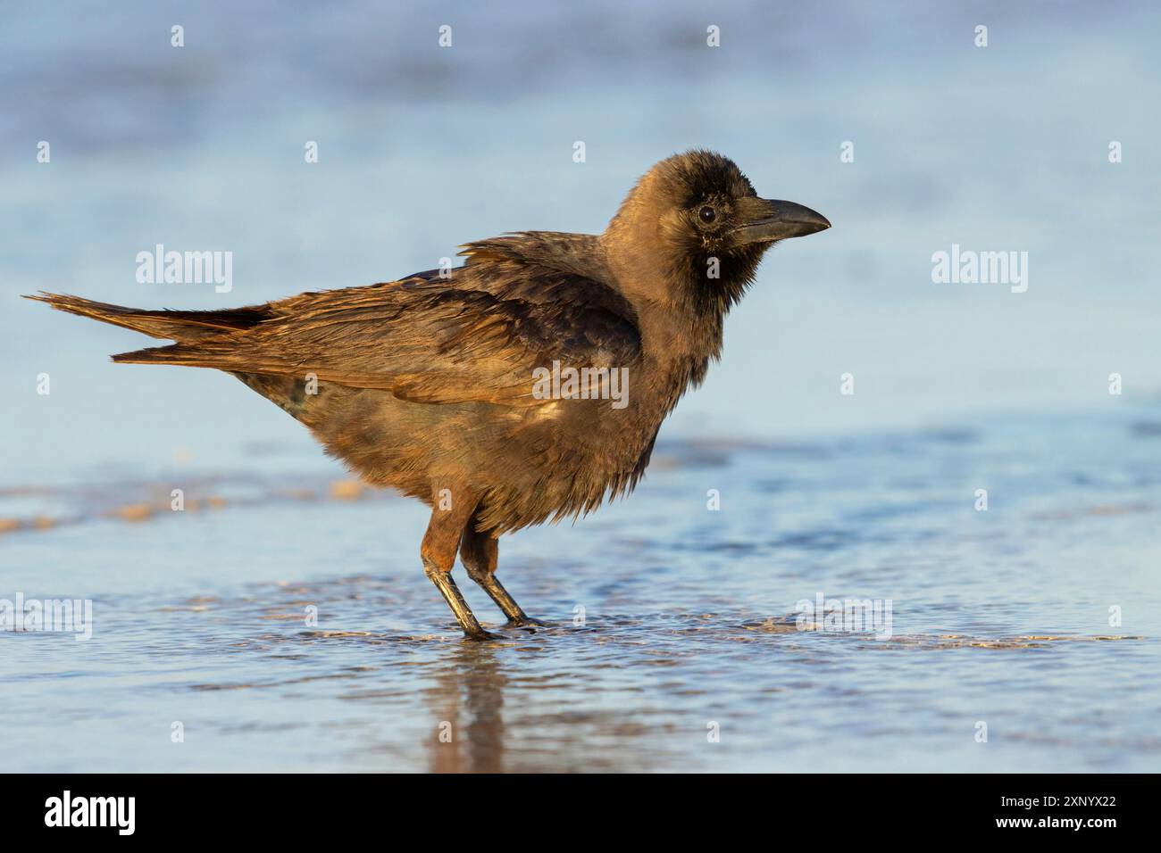 Shining Crow, Indian House Crow, House Crow, (Corvus splendens ...