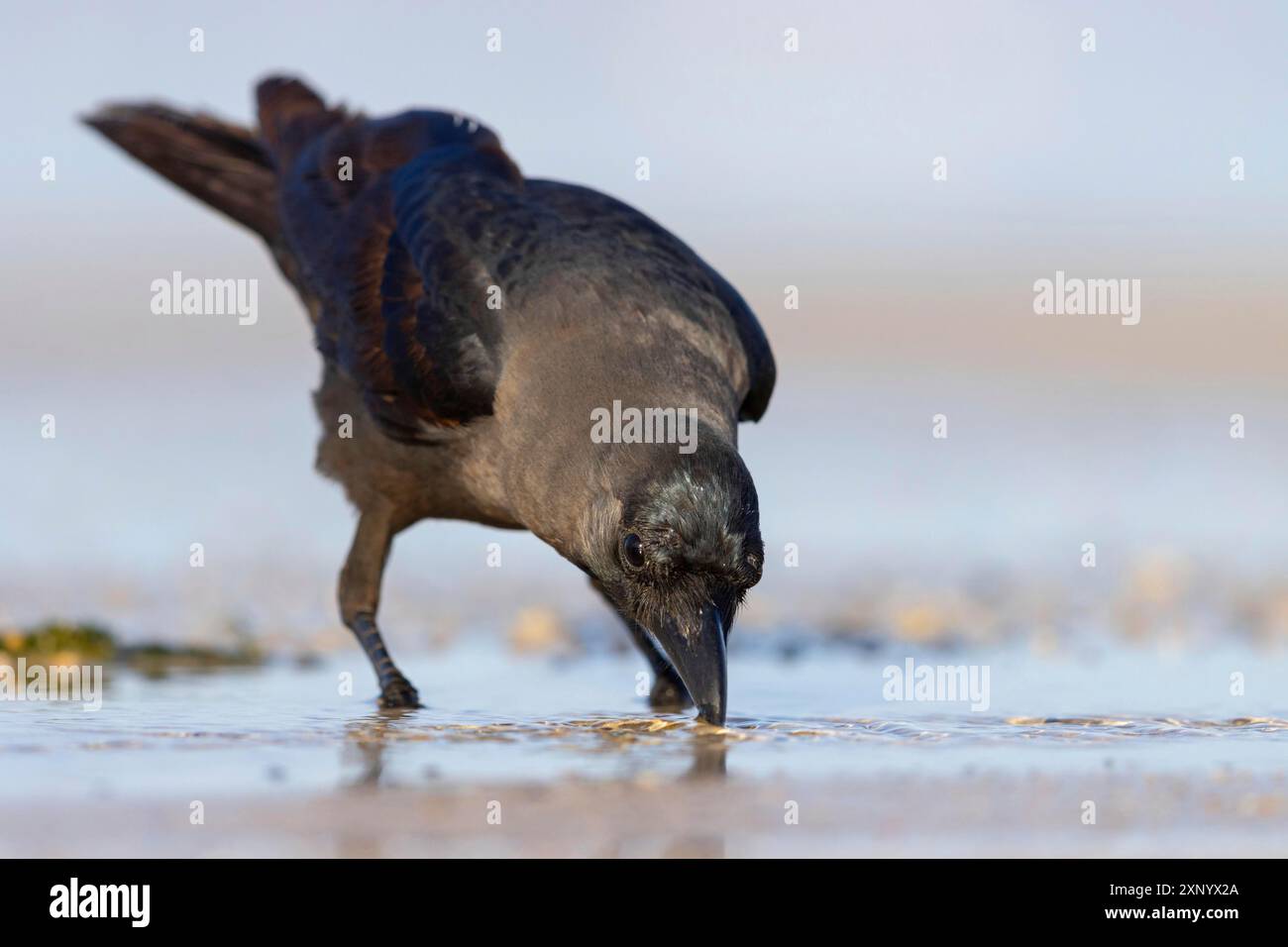 Shining Crow, Indian House Crow, House Crow, (Corvus splendens ...