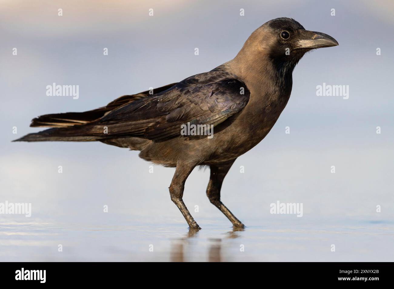 Shining Crow, Indian House Crow, House Crow, (Corvus splendens ...