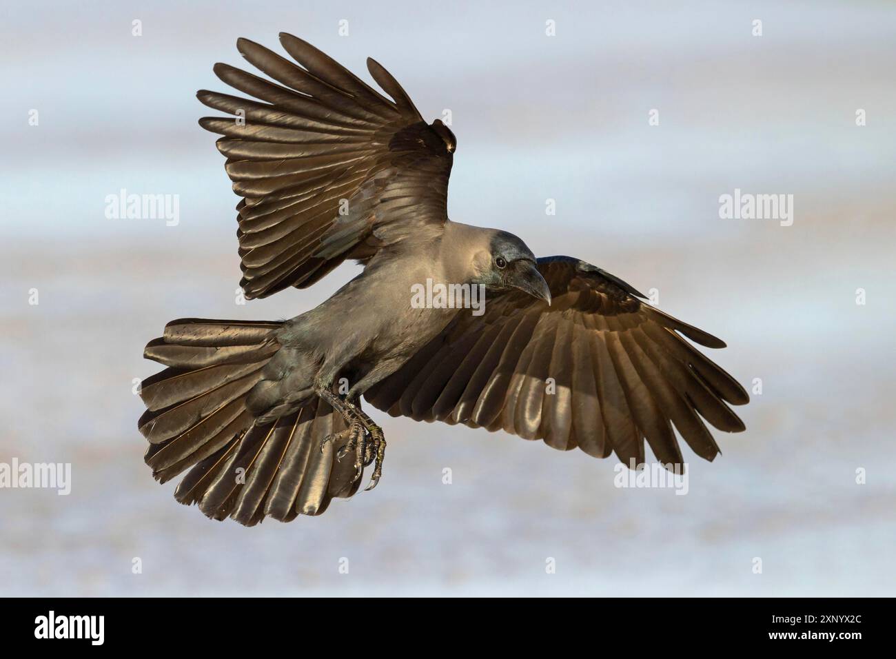 Shining Crow, Indian House Crow, House Crow, (Corvus splendens ...