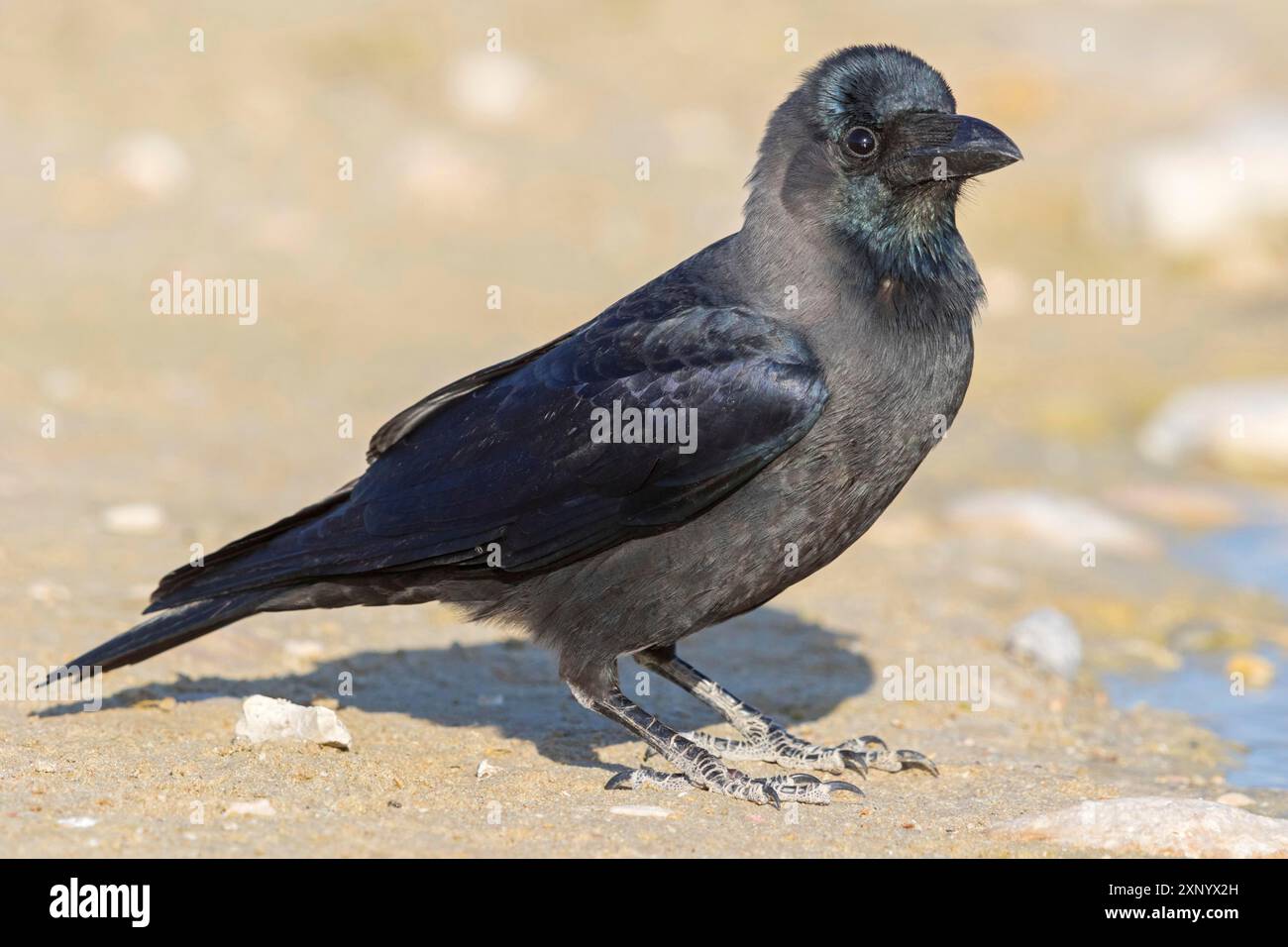 Shining Crow, Indian House Crow, House Crow, (Corvus splendens ...