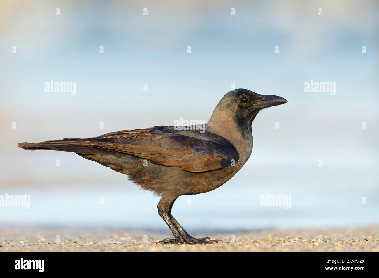 Shining Crow, Indian House Crow, House Crow, (Corvus splendens ...