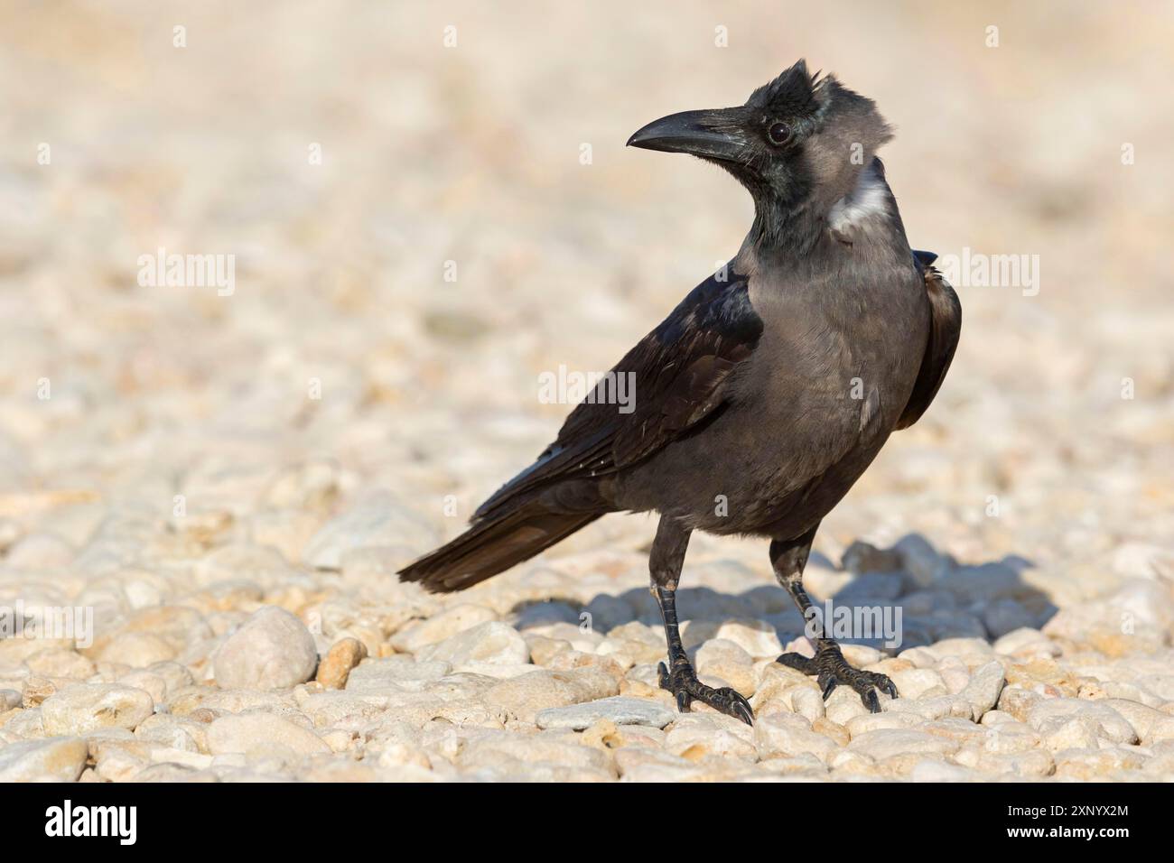 Shining Crow, Indian House Crow, House Crow, (Corvus splendens ...