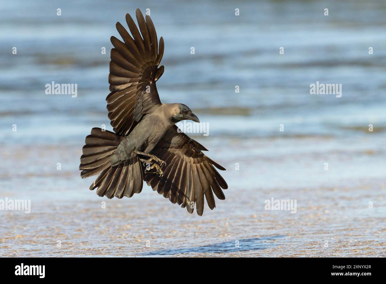 Shining Crow, Indian House Crow, House Crow, (Corvus splendens ...