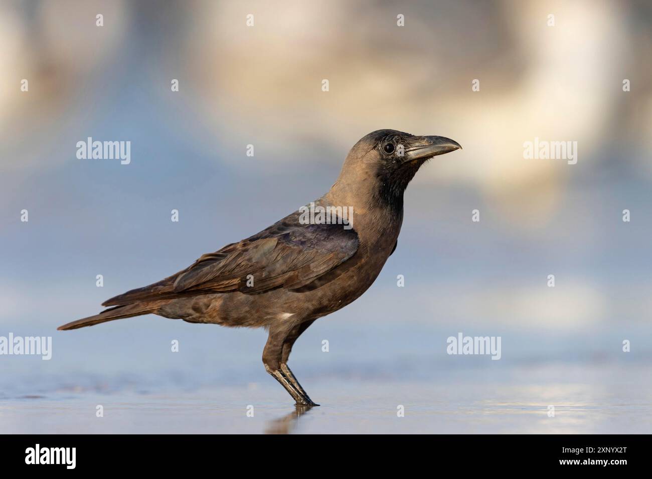 Shining Crow, Indian House Crow, House Crow, (Corvus splendens ...