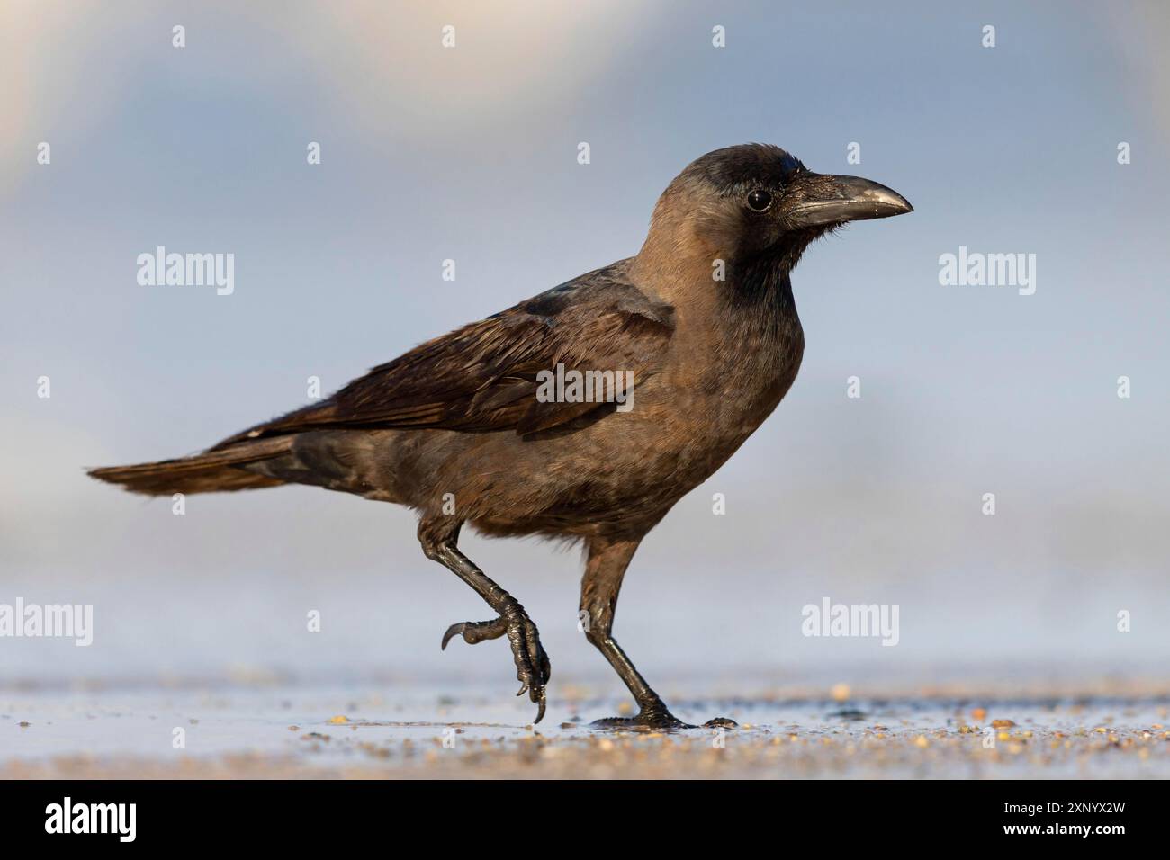 Shining Crow, Indian House Crow, House Crow, (Corvus splendens ...