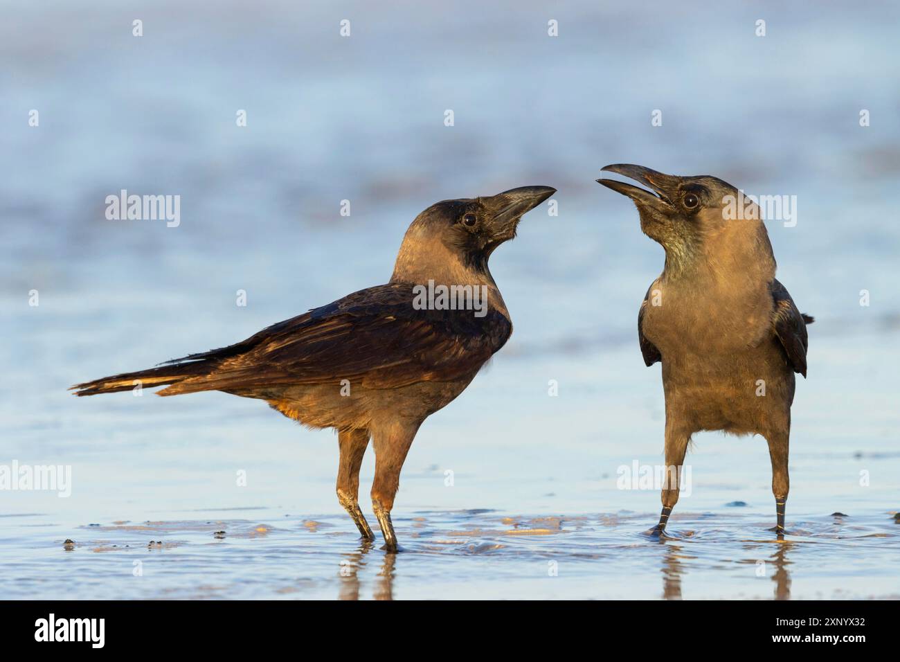 Shining Crow, Indian House Crow, House Crow, (Corvus splendens ...