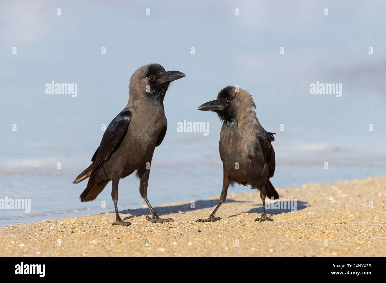 Shining Crow, Indian House Crow, House Crow, (Corvus splendens ...
