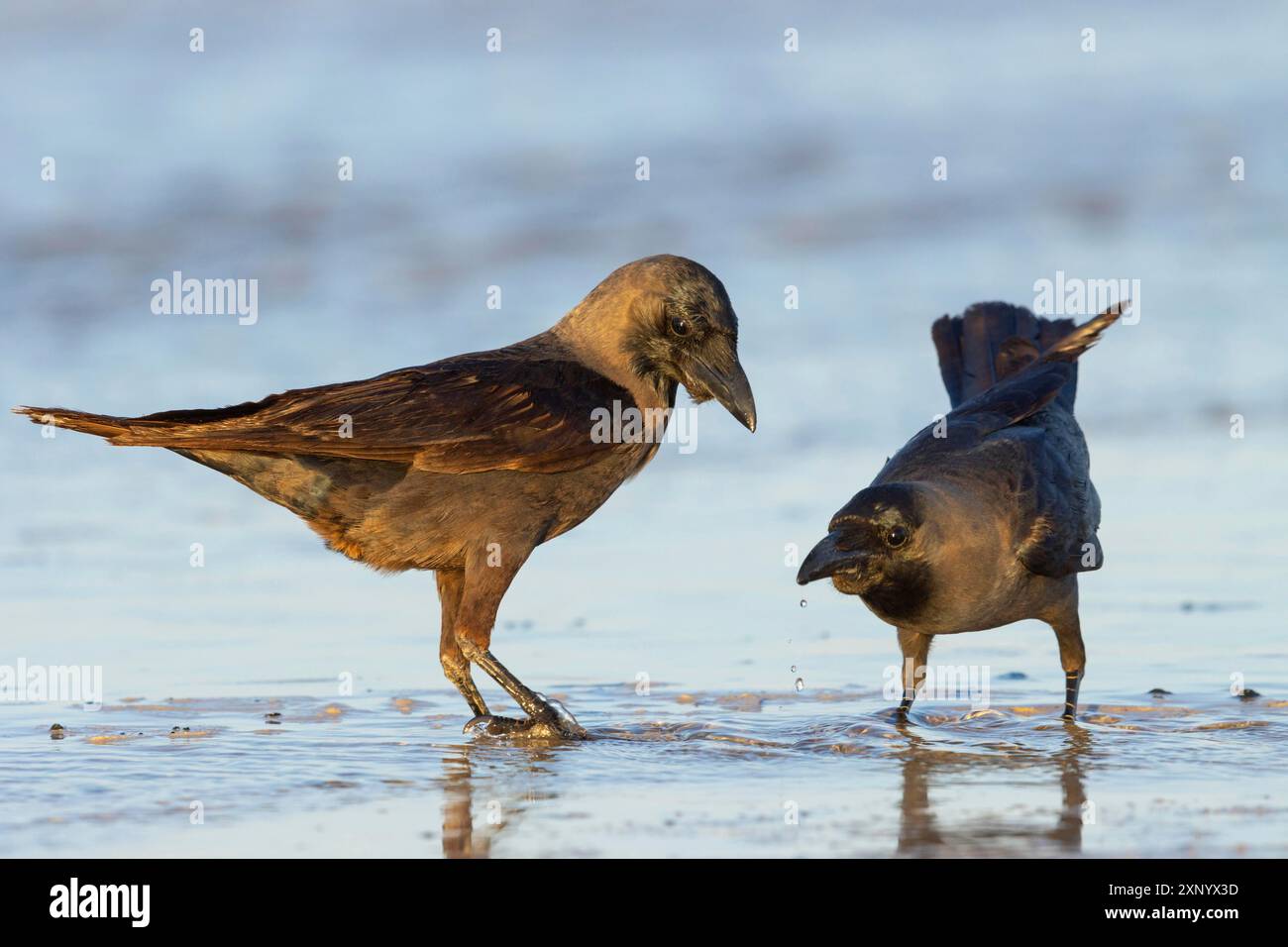 Shining Crow, Indian House Crow, House Crow, (Corvus splendens ...