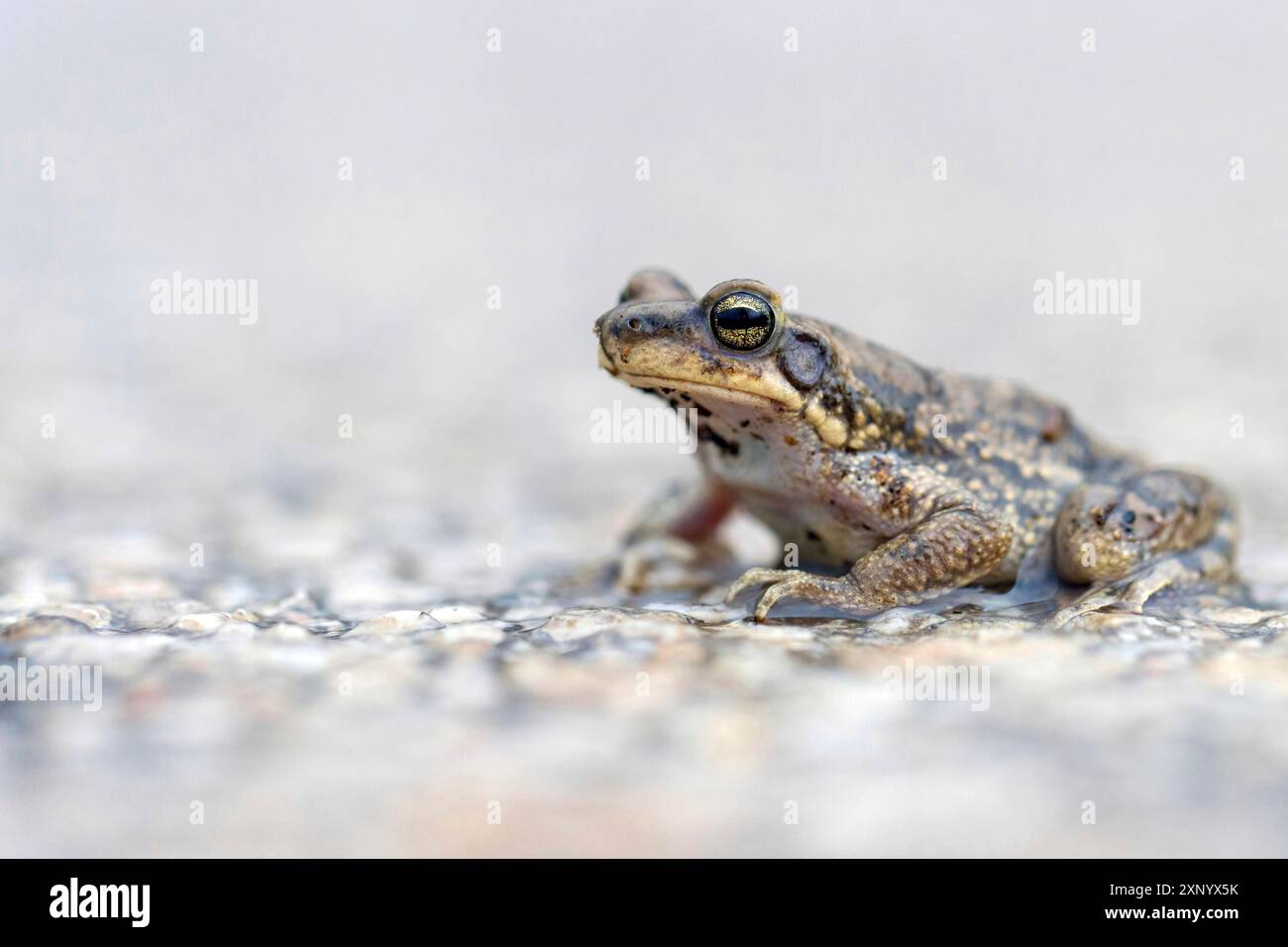 Oman toad hi-res stock photography and images - Alamy