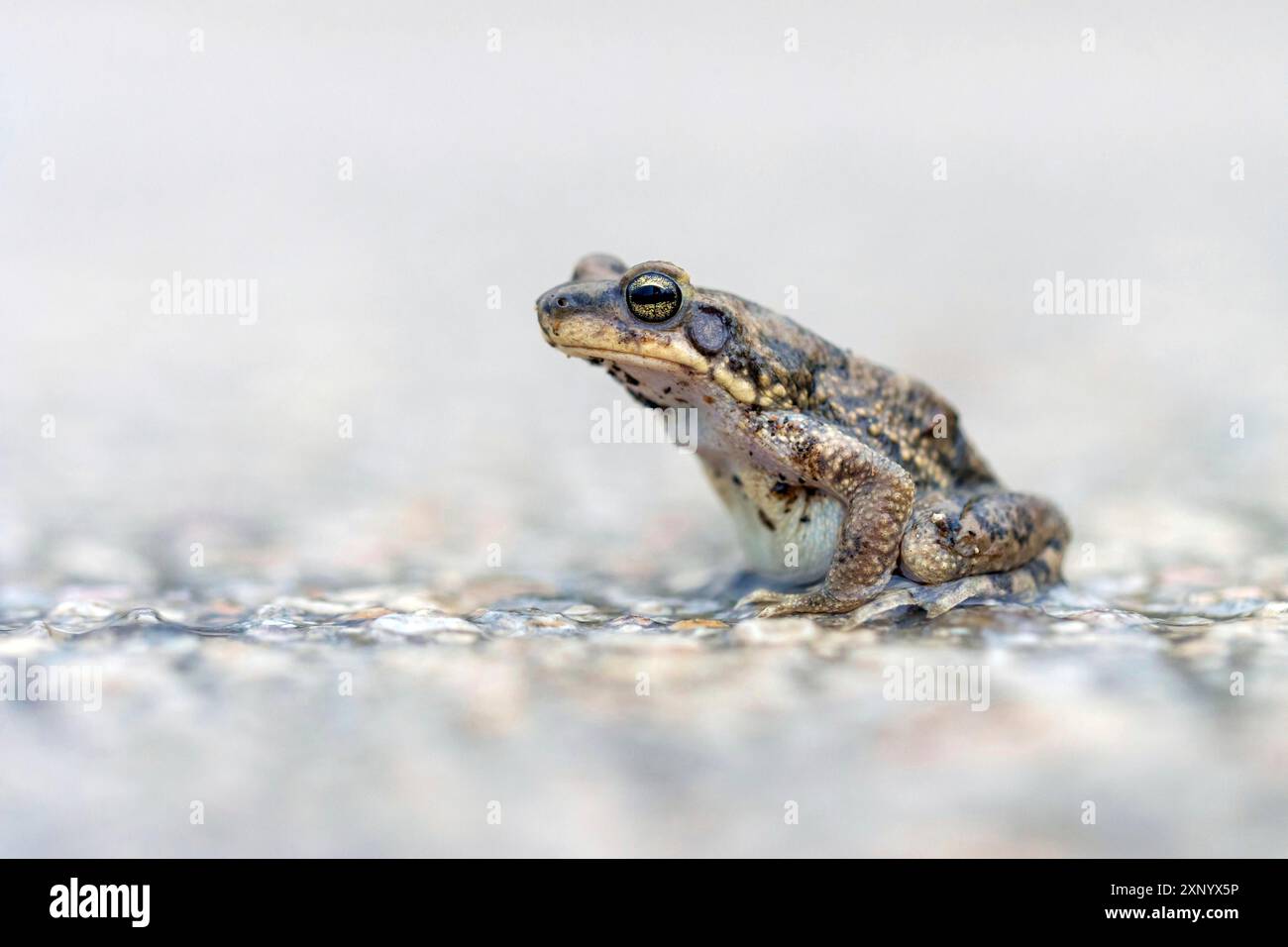 Ayn razat salalah hi-res stock photography and images - Alamy