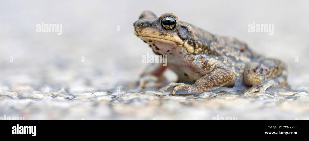 Dhofar Toad, (Duttaphrynus dhufarensis), Toad, Ayn Razat, Salalah ...