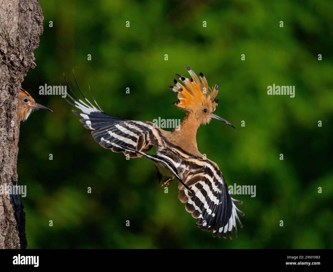 Hoopoe, (Upupa epops), take-off from the breeding den, family Hoopoes ...