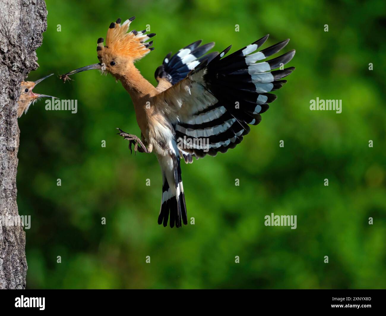 Hoopoe, (Upupa epops), approaching the breeding cave, with prey for ...