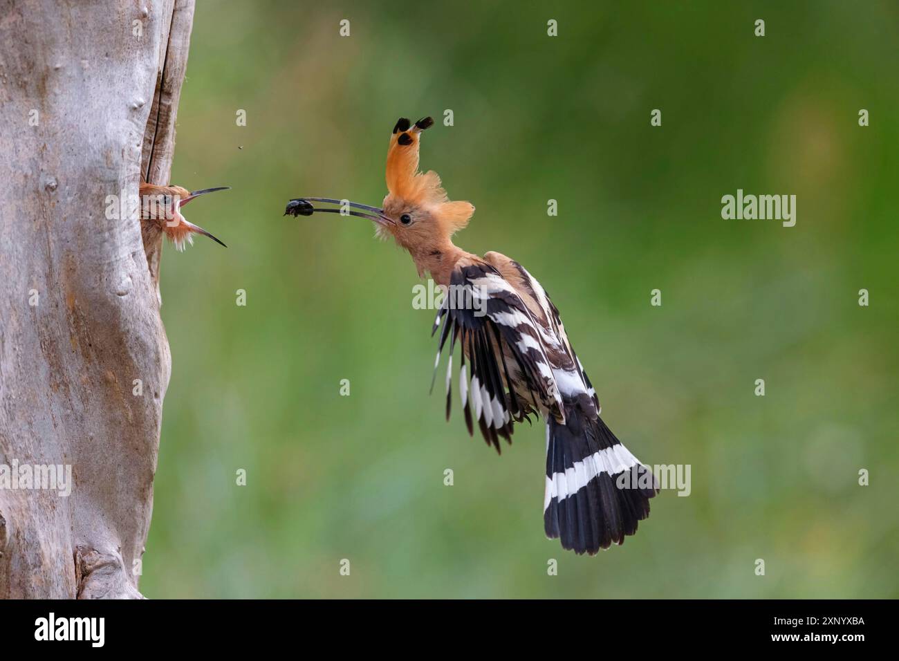 Hoopoe, (Upupa epops, approaching the breeding den, feeding juvenile ...