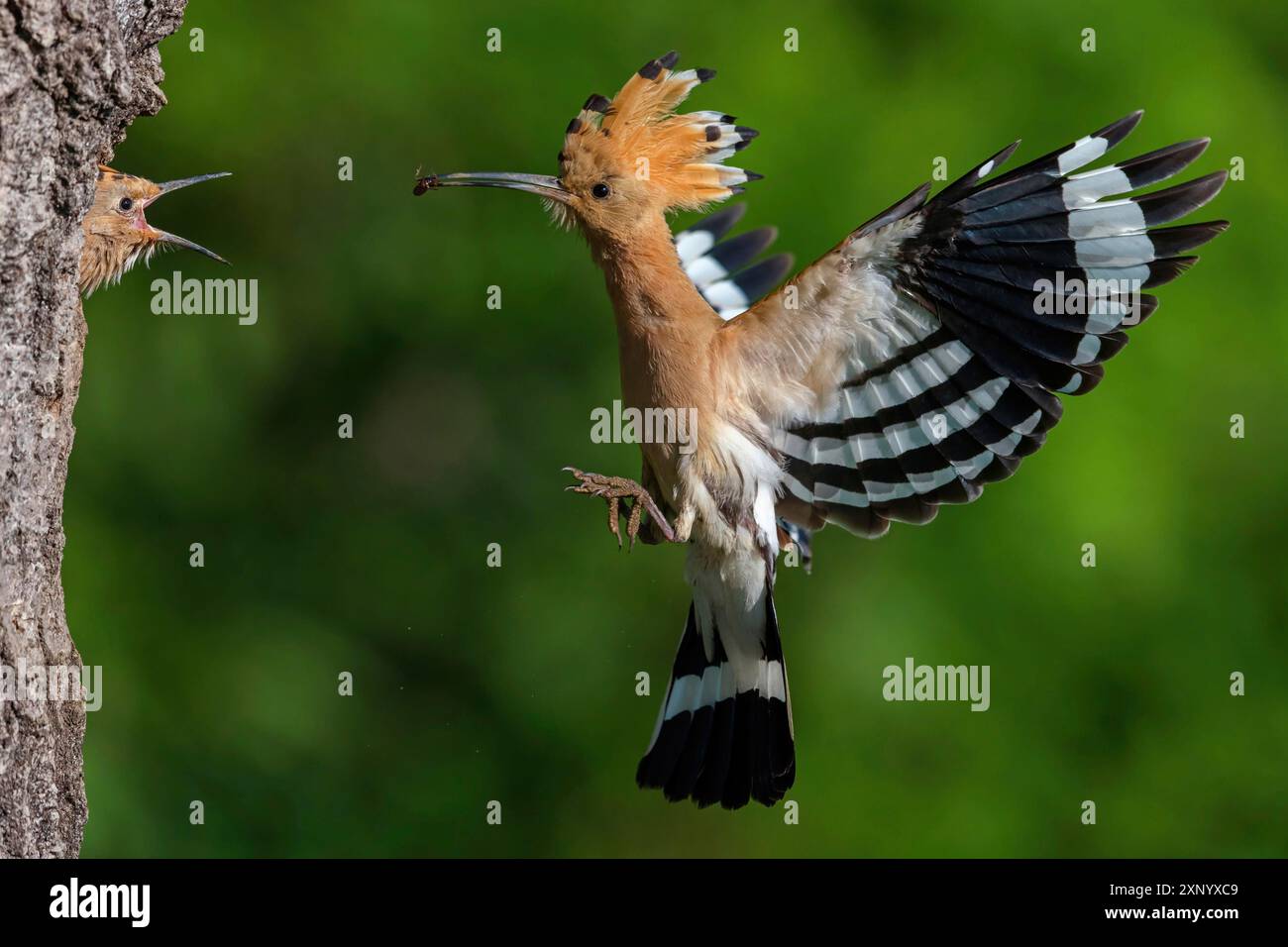 Hoopoe, (Upupa epops, approaching the breeding den, feeding juvenile ...