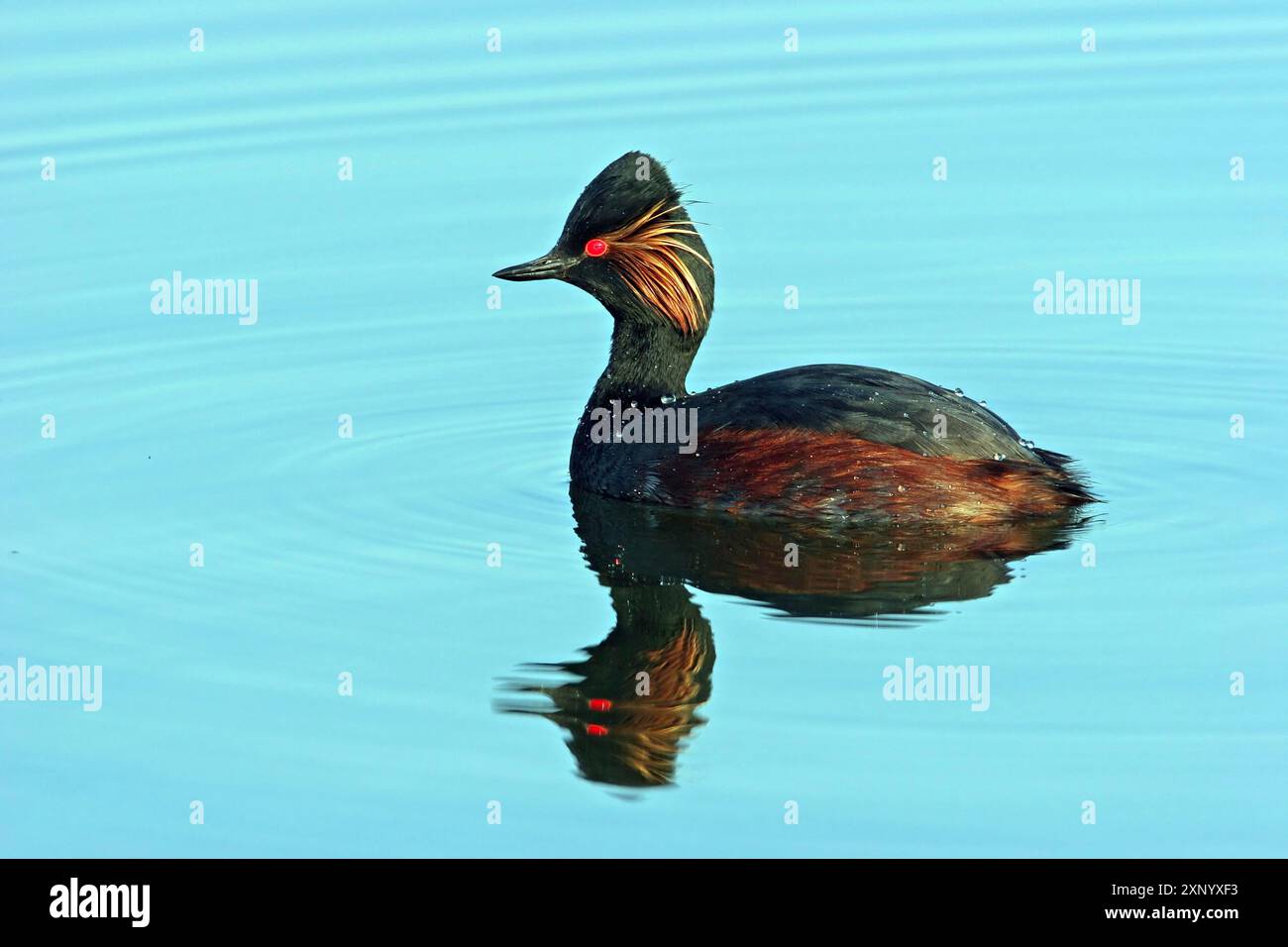 Black-necked grebe (Podiceps nigricollis), swimming in the water, Hides ...