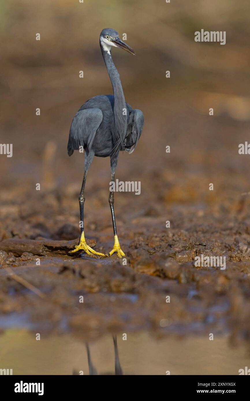 Great Egret, (Egretta gularis), foraging, Raysut, Salalah, Dhofar, Oman ...