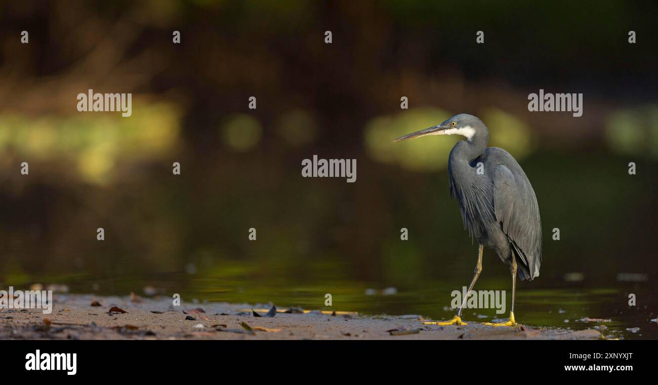 Great Egret, (Egretta gularis), foraging, Raysut, Salalah, Dhofar, Oman ...