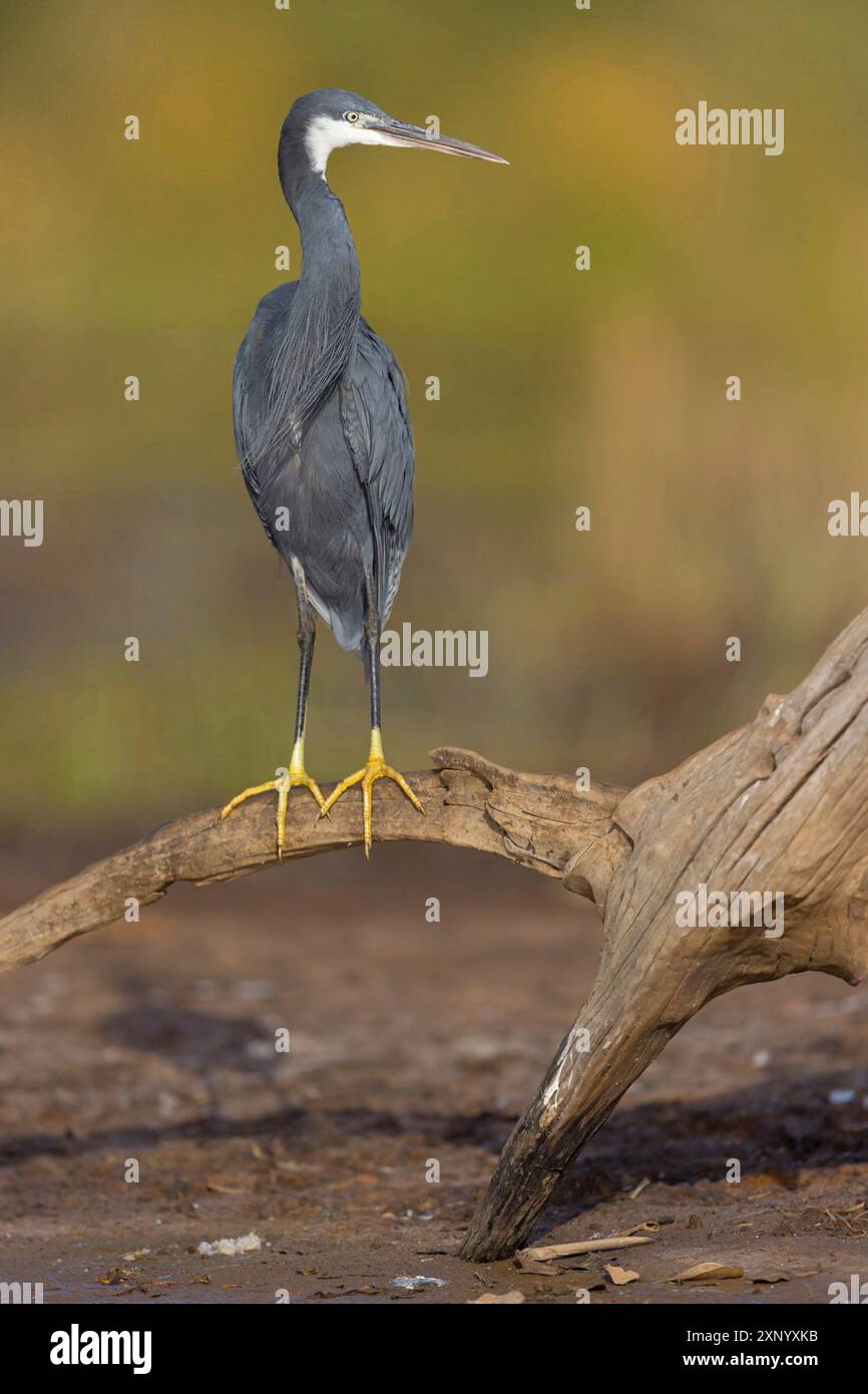 Great Egret, (Egretta gularis), foraging, Raysut, Salalah, Dhofar, Oman ...