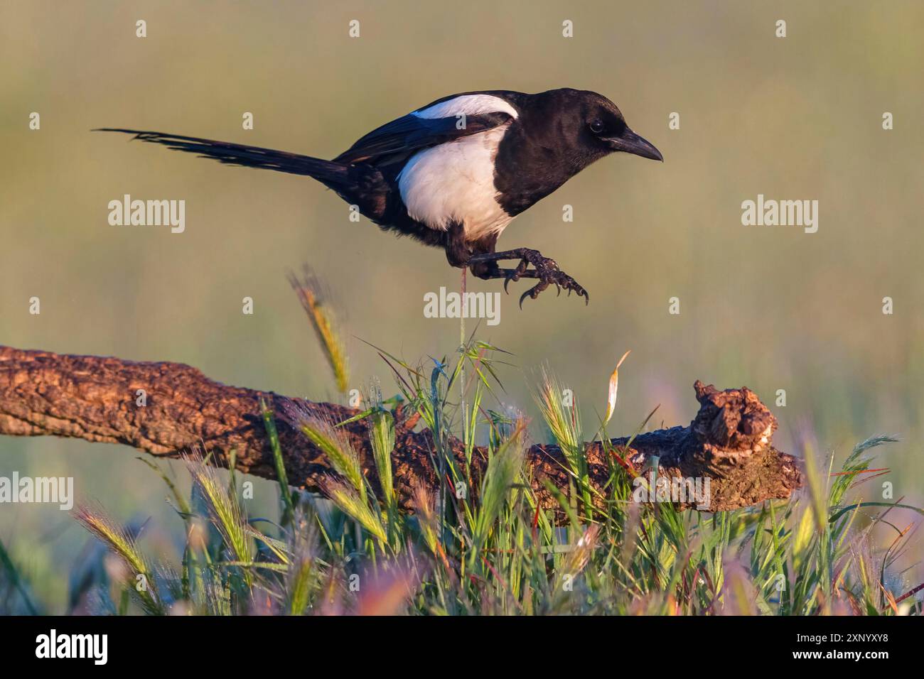 European magpie (Pica pica), flight photo, Hides De Calera / Steppe ...