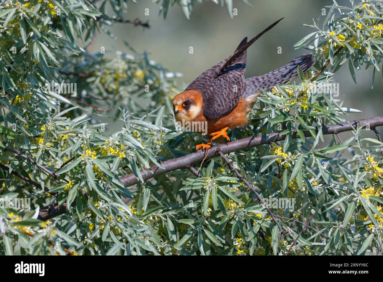 Red-footed Falcon, (Falco vespertinu), falcon family, Tower Hide ...