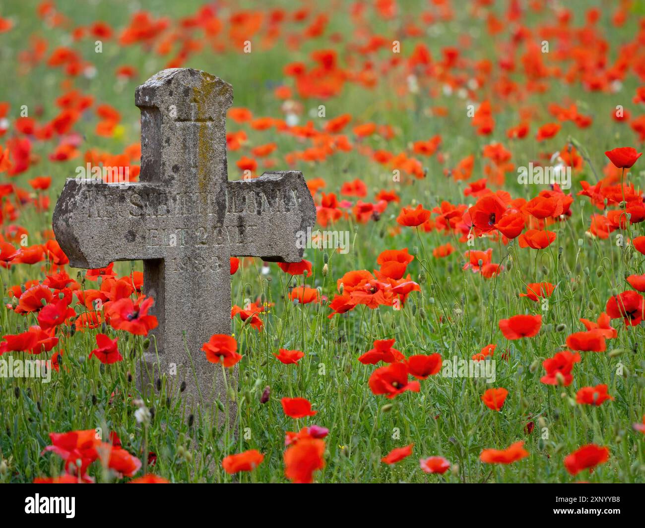 Poppy, poppy, cemetery, gravestone, cross, flowers, poppies, Tiszaalp-r ...