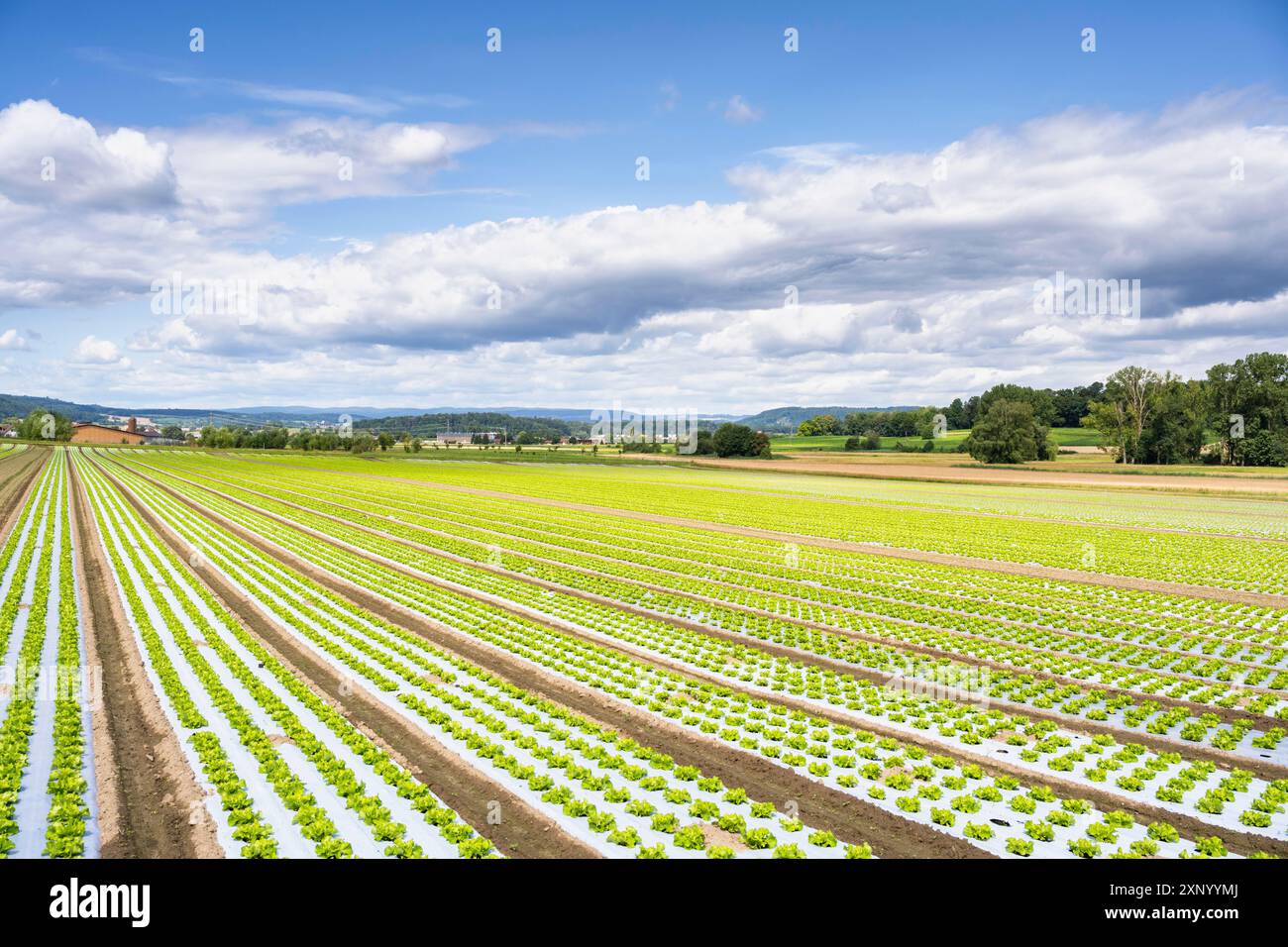 Young lettuce growing in a field, lettuce cultivation, vegetable ...