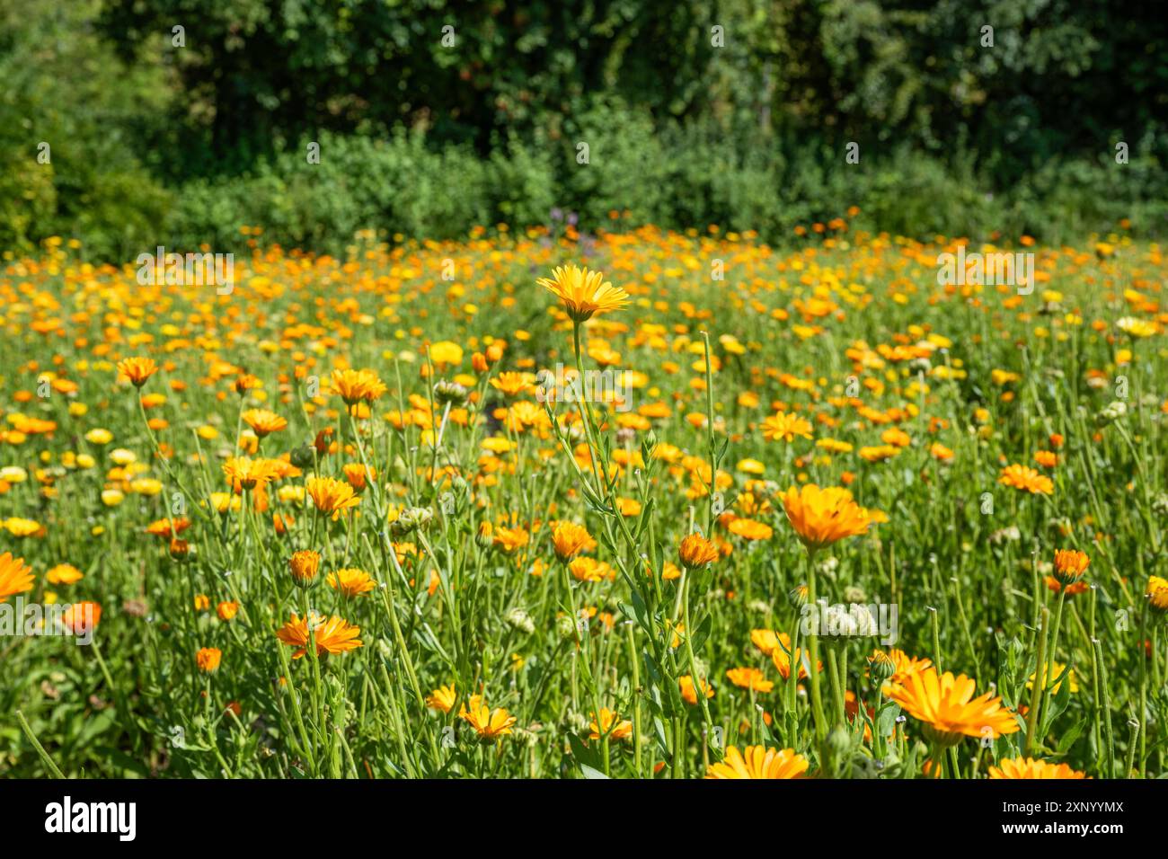 Field marigold (Calendula arvensis) in a field, medicinal plant ...