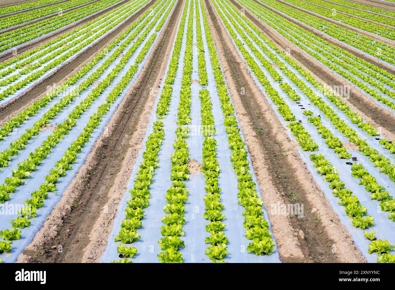 Young lettuce growing in a field, lettuce cultivation, vegetable ...
