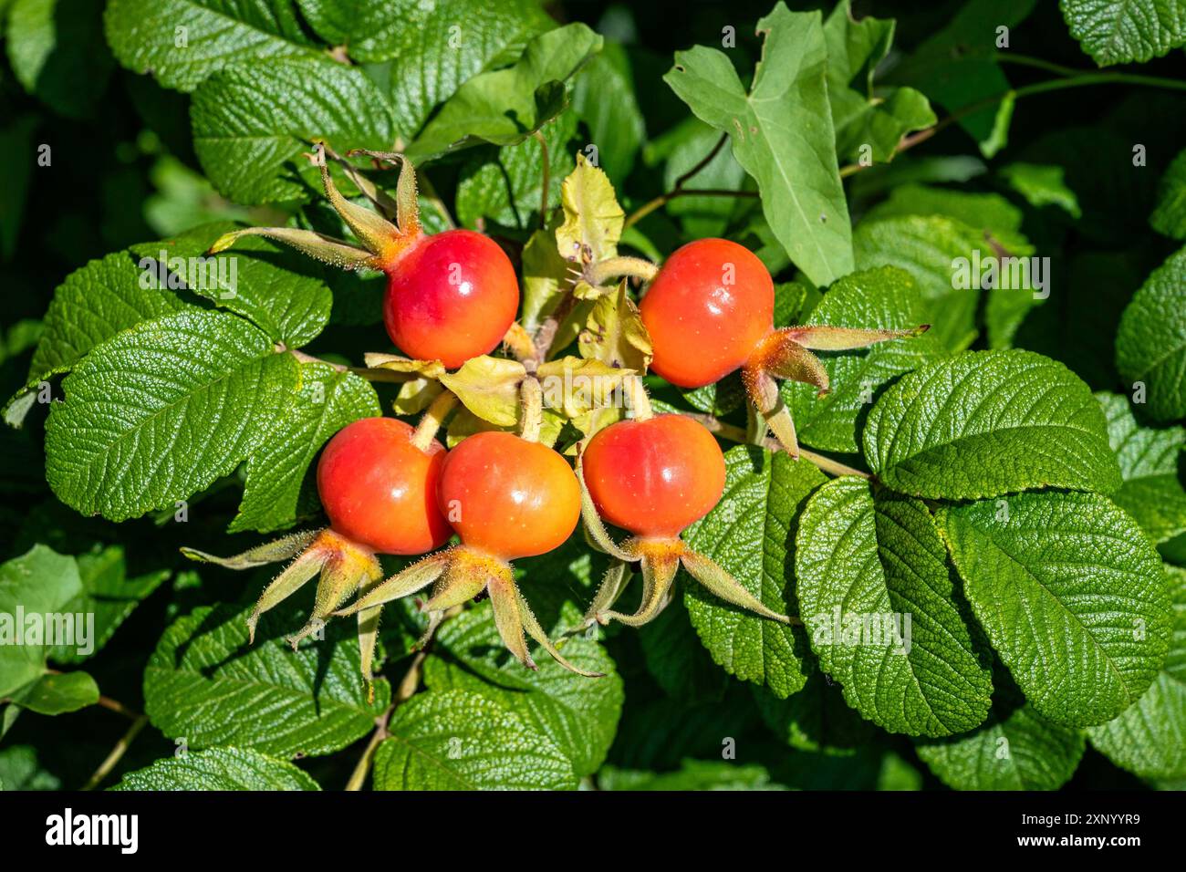 Scarlet rose hip, fruit of the rugosa rose (Rosa rugosa), Canton ...