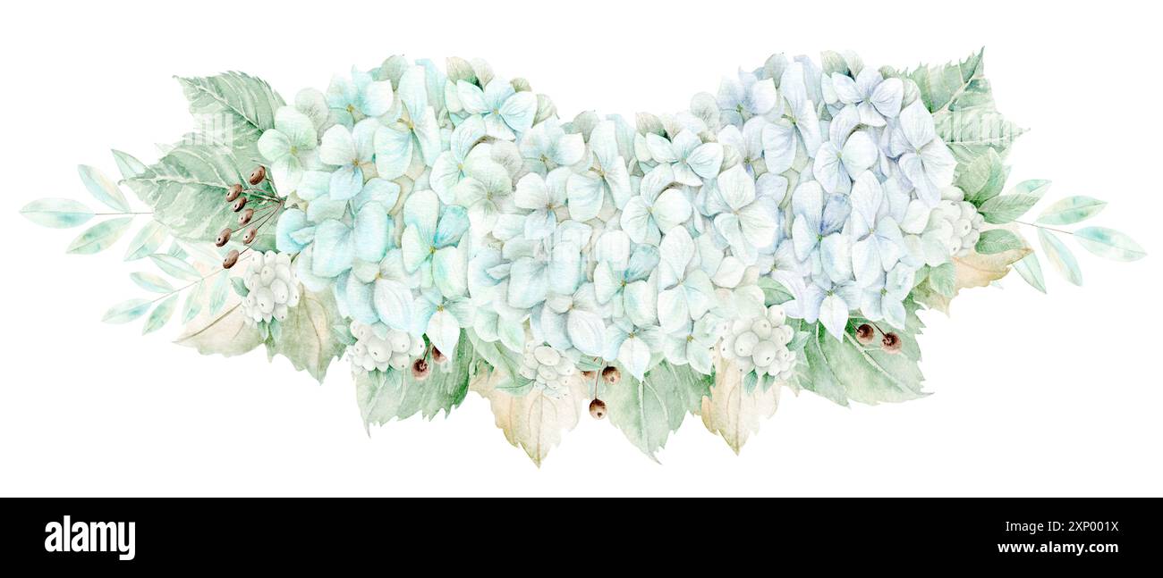 Blue Hydrangea and snowberry. Isolated composition on white background ...