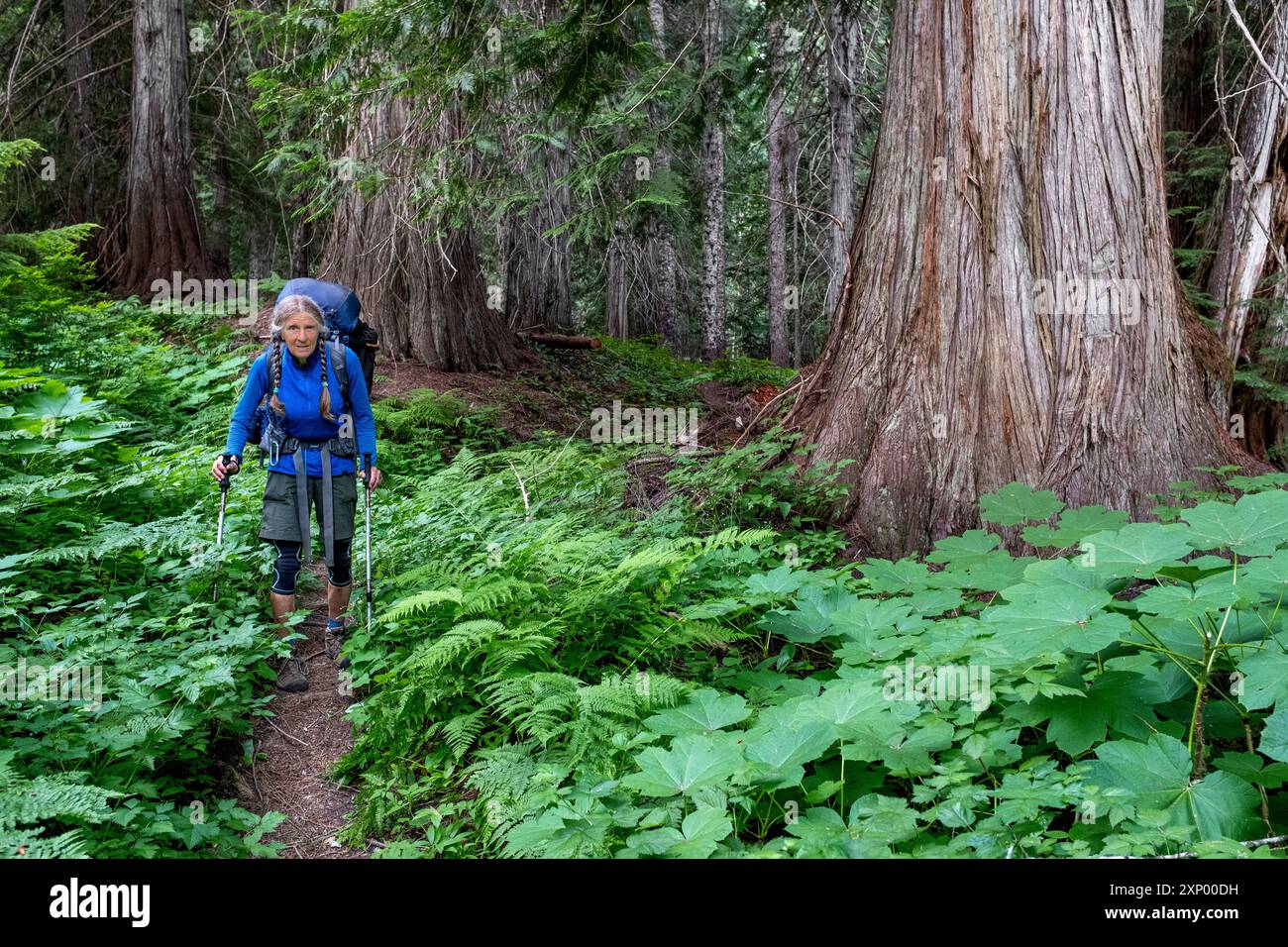 WA26006-00....WASHINGTON - Woman hiking the Pacific Crest Trail in the ...