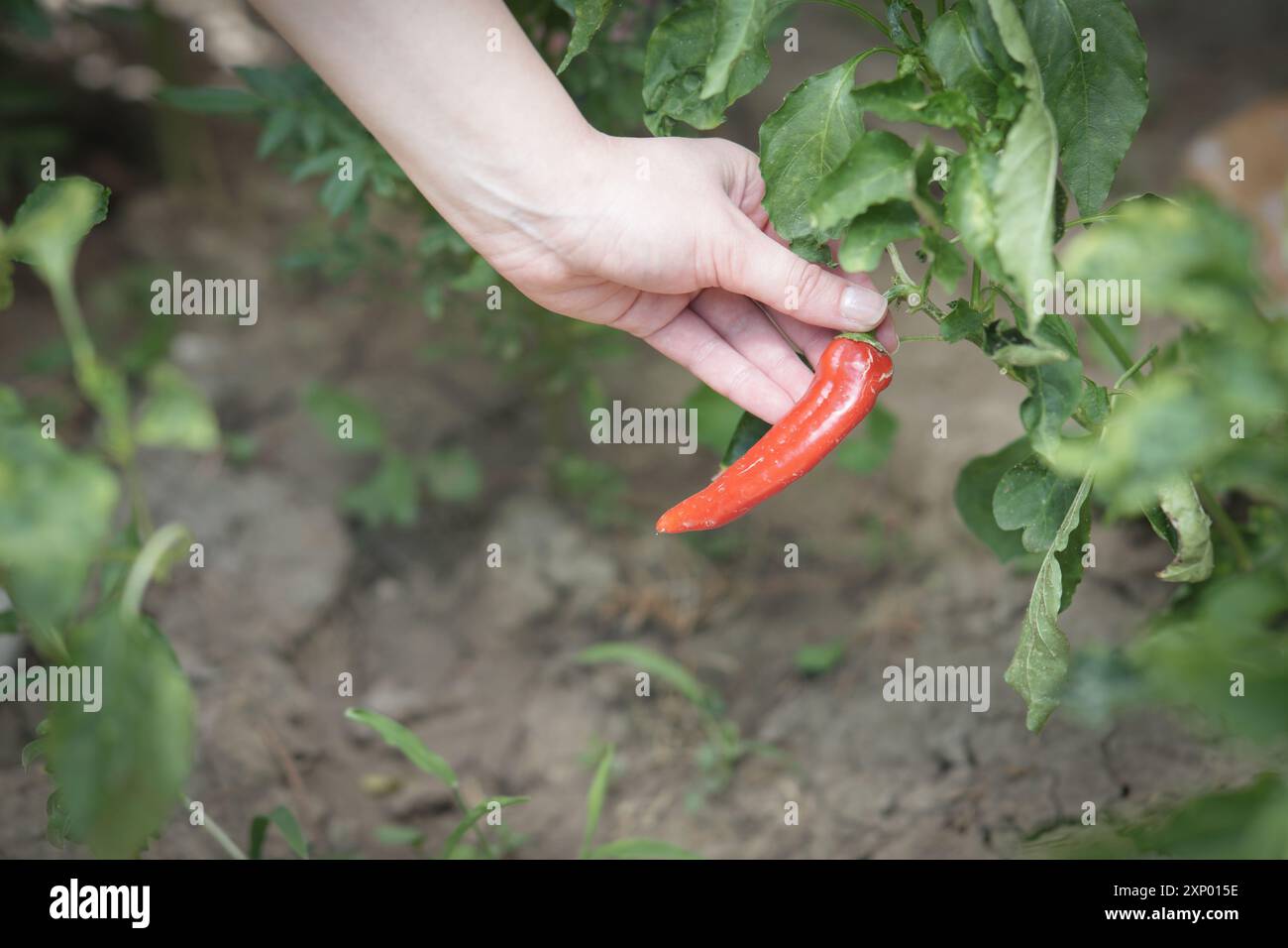 Hand harvesting green pepper from hi-res stock photography and images ...