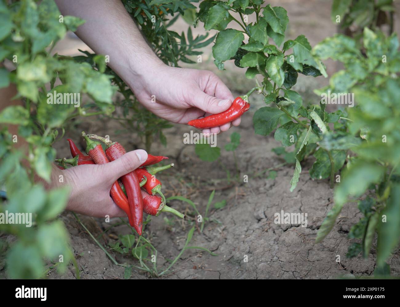 Male hands picking organic red peppers from a garden Stock Photo - Alamy