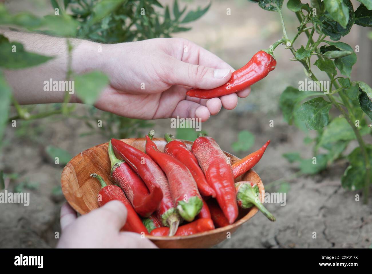 Male hands picking organic red peppers from a garden Stock Photo - Alamy