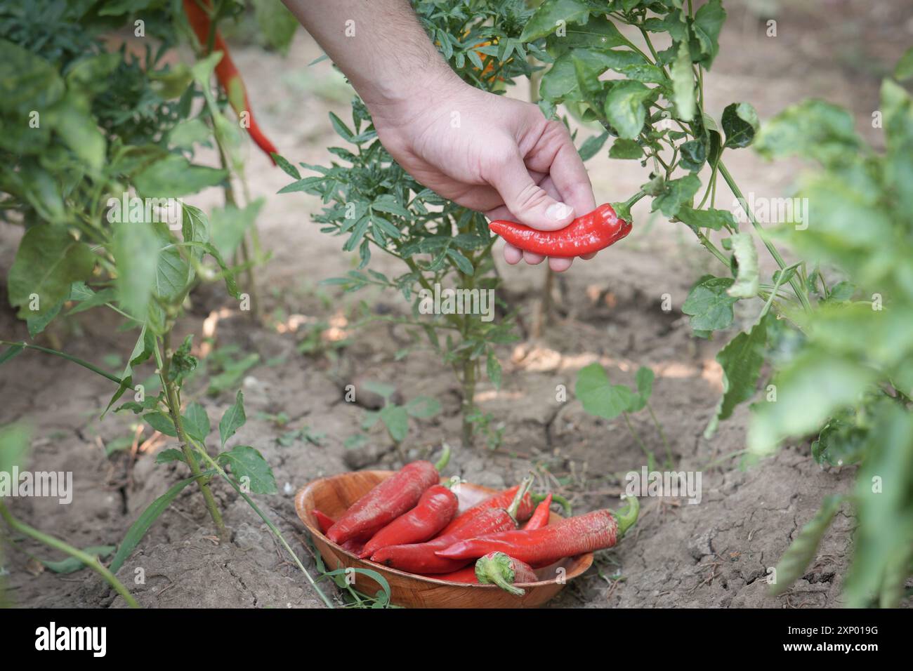 Hand picking green peppers hi-res stock photography and images - Alamy