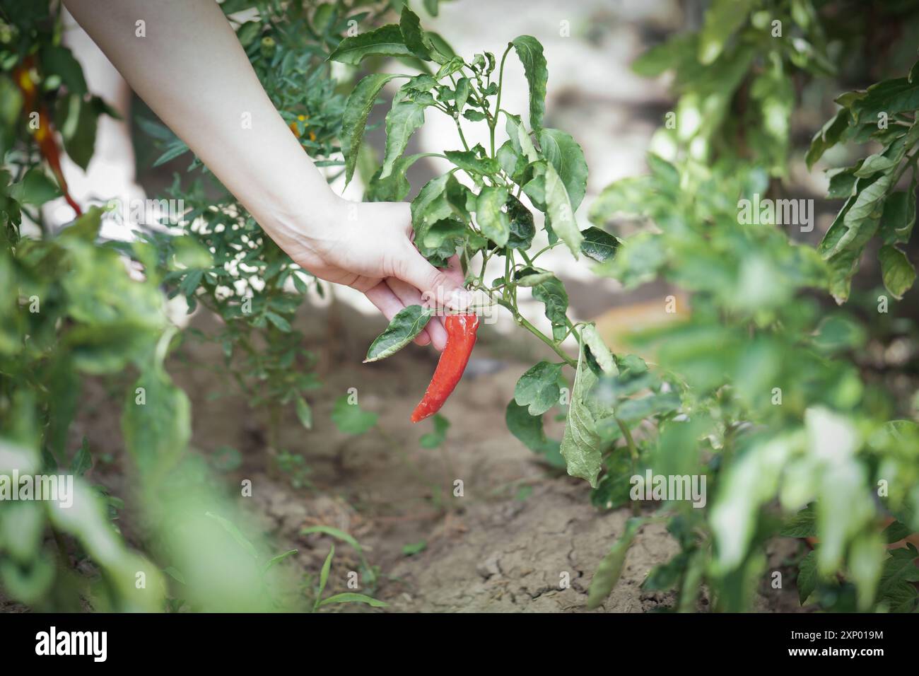 Hand picking green peppers hi-res stock photography and images - Alamy