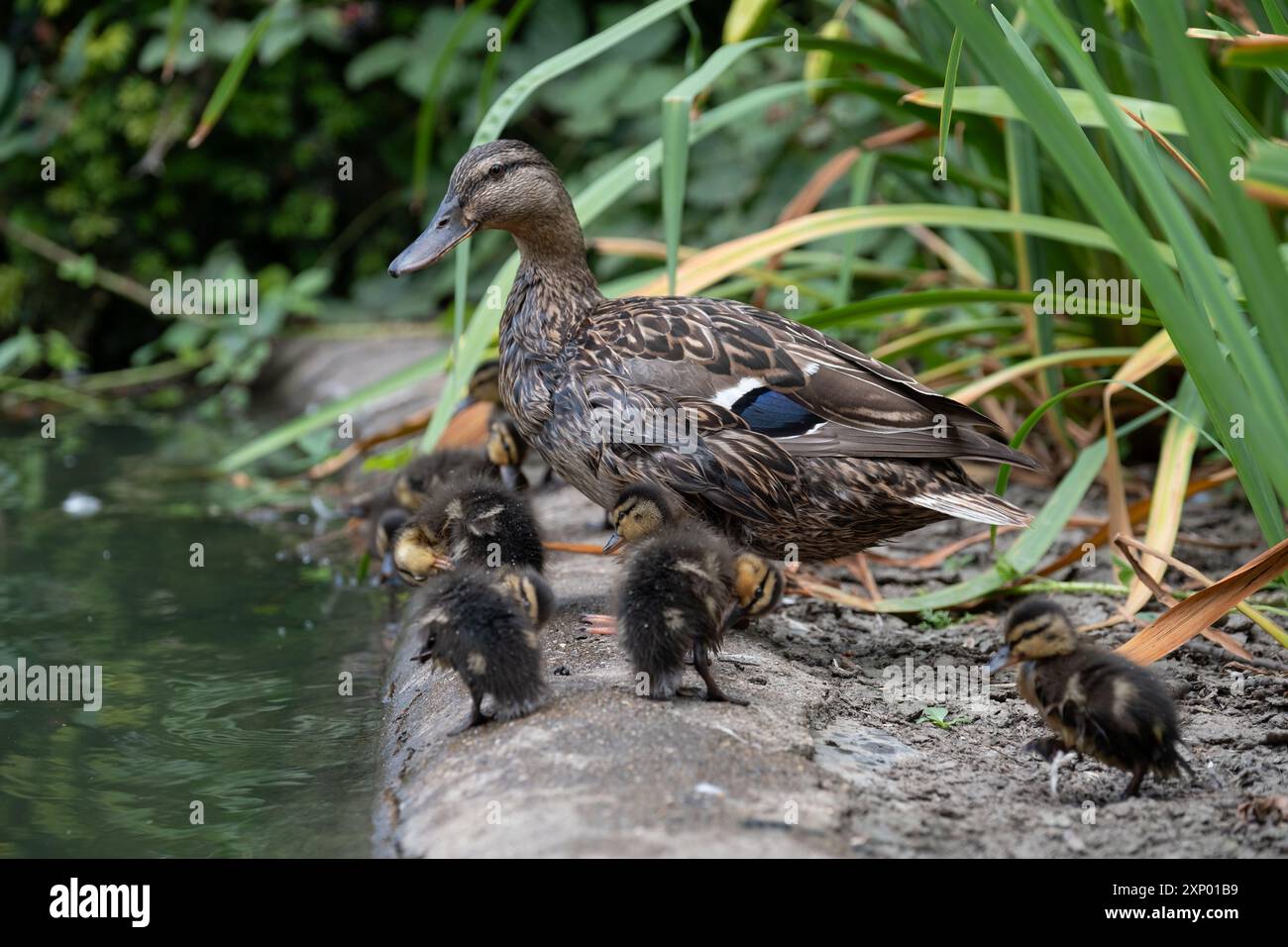 Newly born ducklings with the mother duck, by the lake at Pinner ...