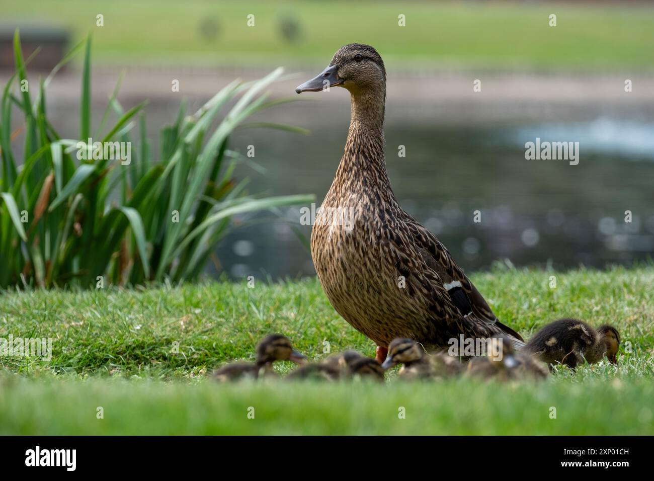 Newly born ducklings with the mother duck, by the lake at Pinner ...