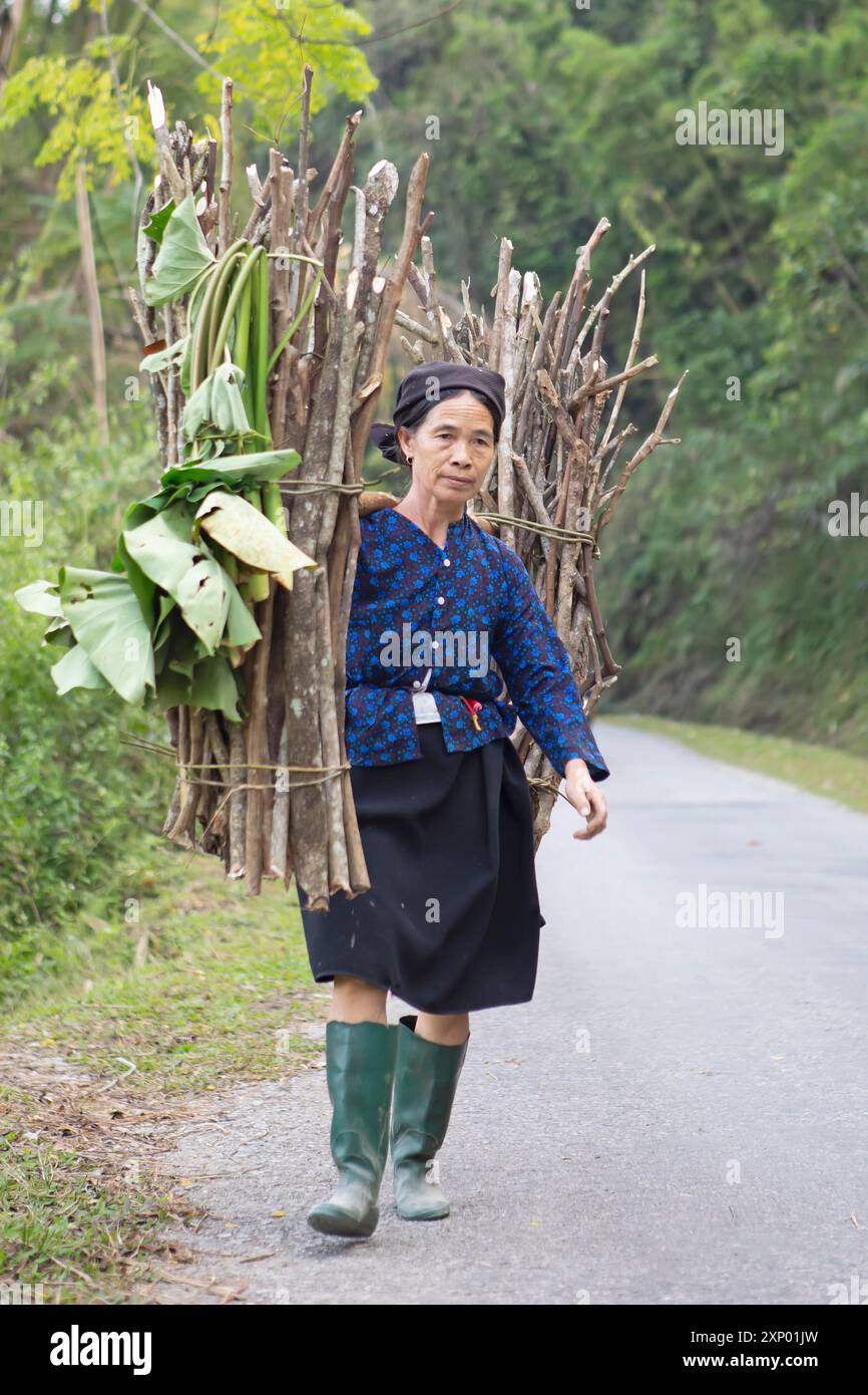 Vietnamese woman carrying firewood on a street, Ha Giang province ...
